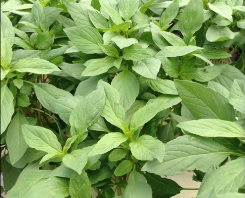 Siam Queen Thai Basil Seeds – Fairbanks Seeds