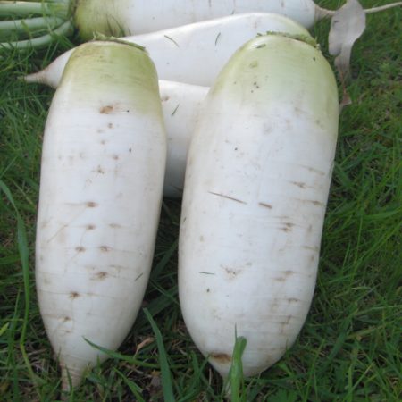 Radish Daikon - Lo Bok - Fairbanks Seeds