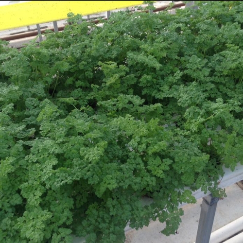 Chervil - Curled - Fairbanks Seeds