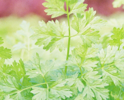 Chervil - Curled - Fairbanks Seeds