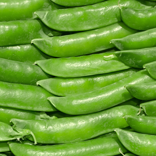 Greenfeast - Garden Peas - Fairbanks Seeds