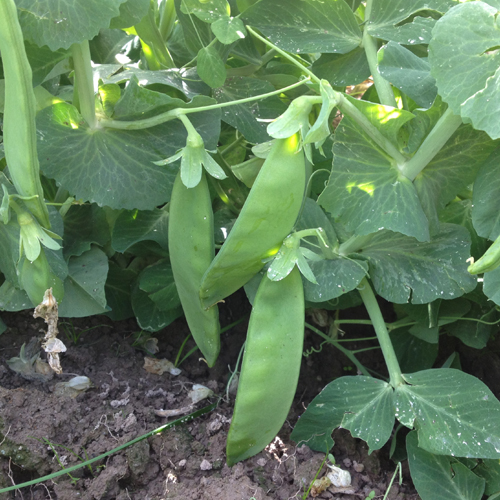 Garden Peas - Greenfeast - Fairbanks Seeds