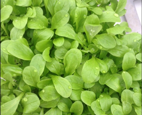 Corn Salad - Mache - Fairbanks Seeds