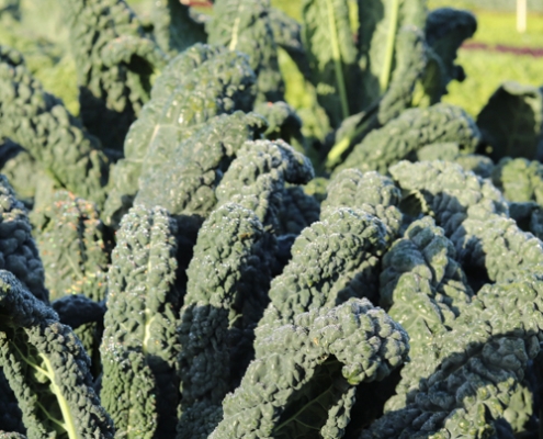 Kale - Midnight Magic - Fairbanks Seeds