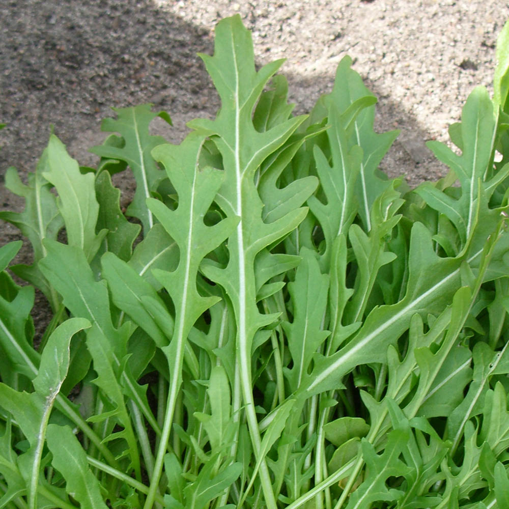 Rocket - Nature – Fairbanks Seeds