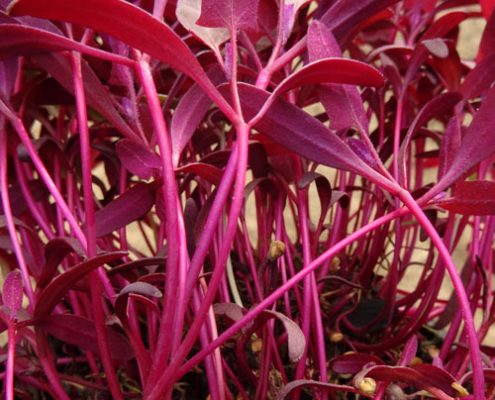 Red Orach - Fairbanks Seeds