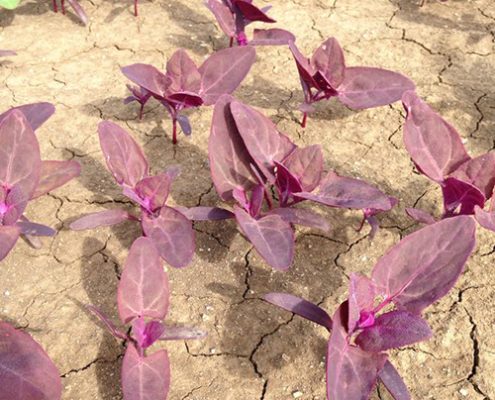 Red Orach - Fairbanks Seeds