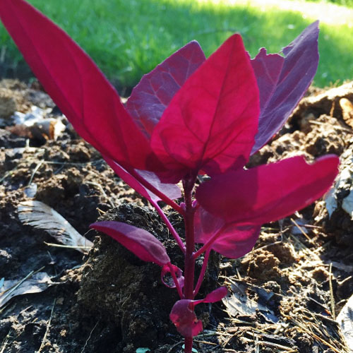 Orach - Red – Fairbanks Seeds