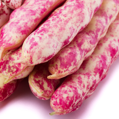 Borlotti Bean - Red Rooster - Fairbanks Seeds
