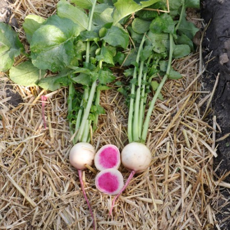Watermelon Radish - Red Meat (Daikon) – Fairbanks Seeds