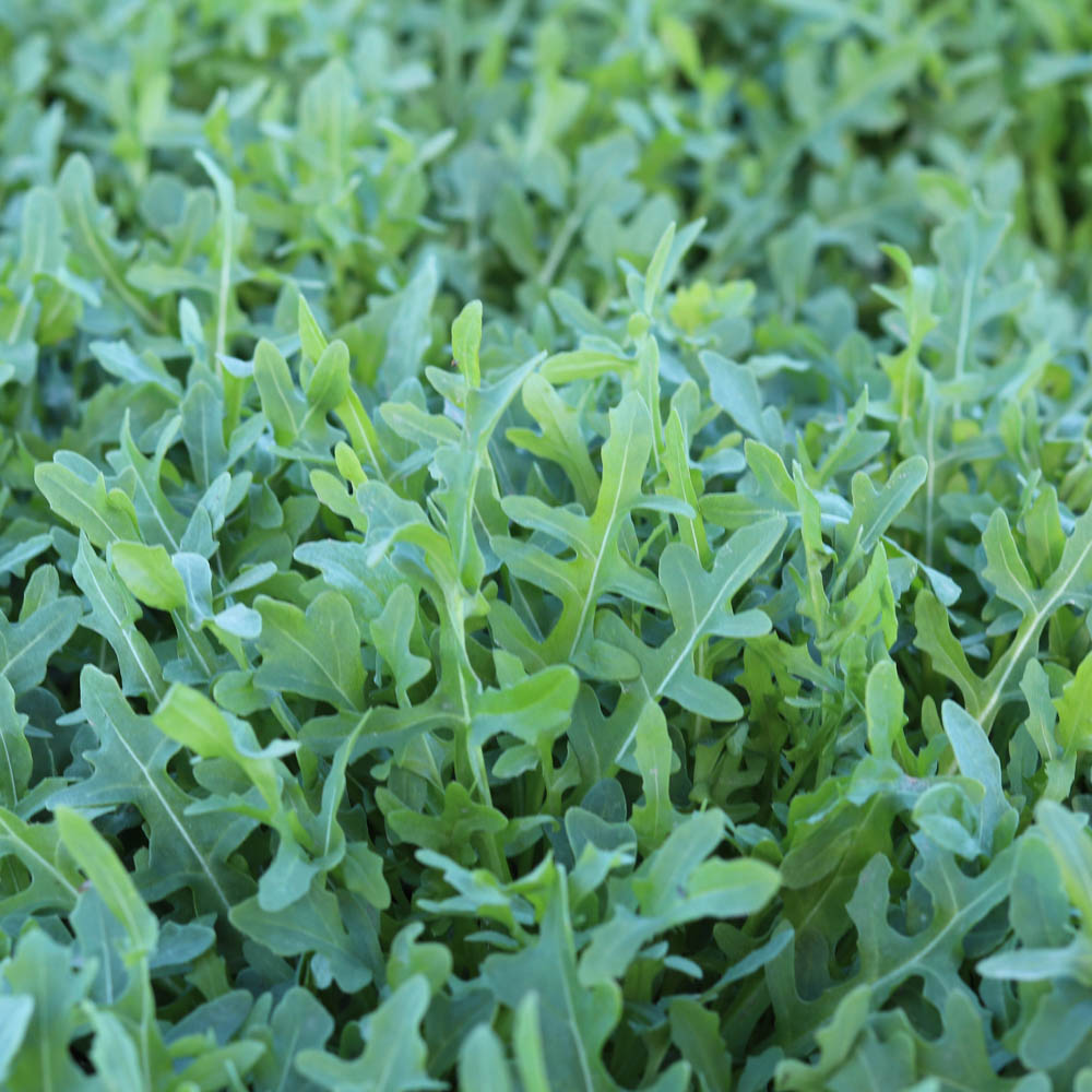 Tarwin - Rocket – Fairbanks Seeds