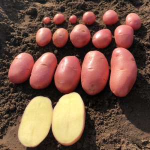 Potato - Red Lady - Fairbanks Seeds