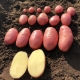 Potato Seeds - Fairbanks Seeds Australia