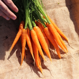 Romance F1 Carrot Seeds – Fairbanks Seeds