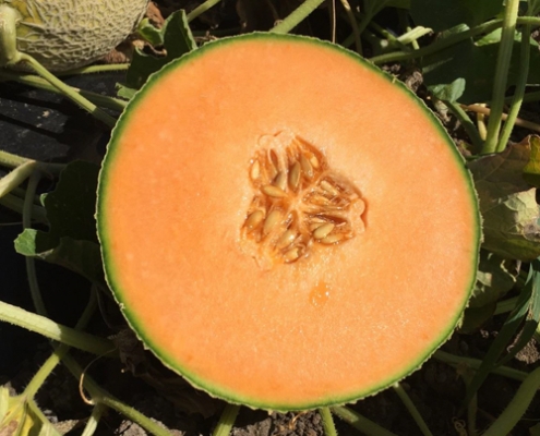 Claudia F1 Rockmelon Seeds – Fairbanks Seeds