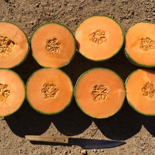 Rockmelon - Claudia F1 - Fairbanks Seeds
