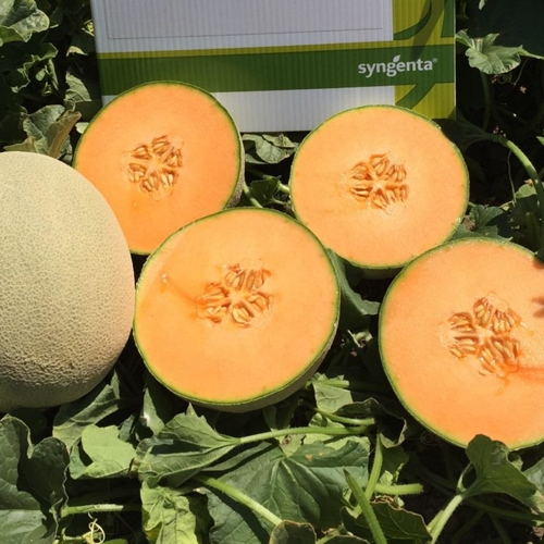 Rockmelon - Claudia F1 - Fairbanks Seeds