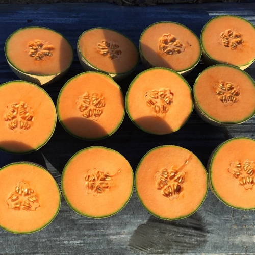Rockmelon - Claudia F1 - Fairbanks Seeds