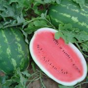 Sweet Caroline Watermelon Seeds – Fairbanks Seeds