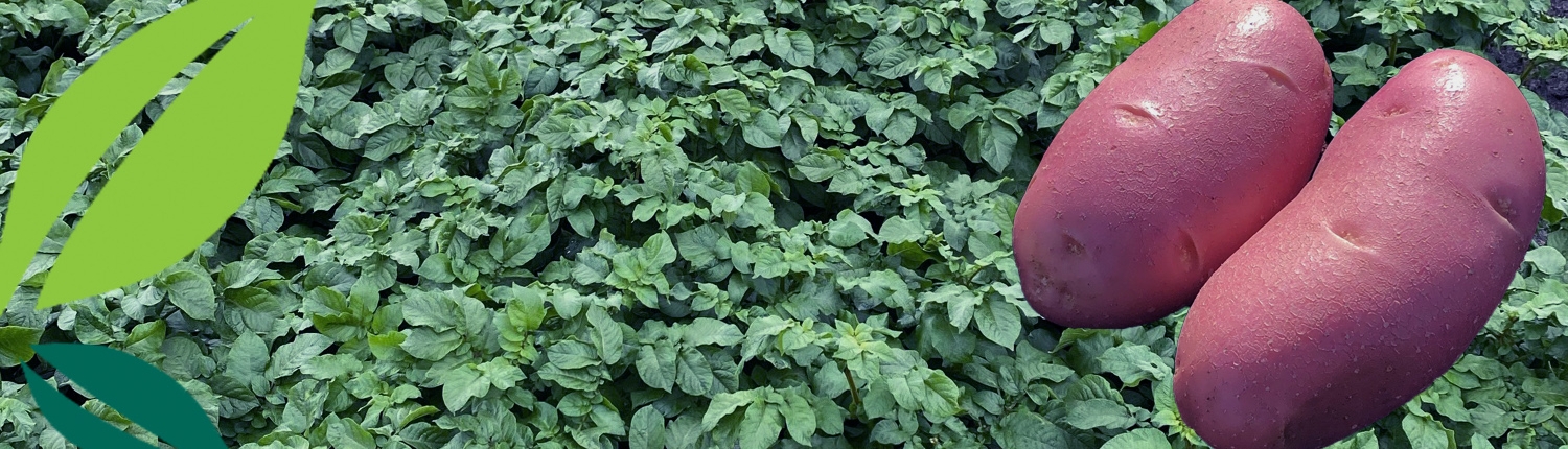 Fairbanks Seeds - Specialist Vegetable Seed Wholesaler in Australia