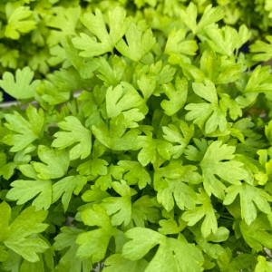 Sprouting Celery Seeds – Fairbanks Seeds