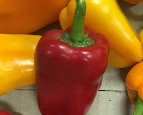 Red Mini Snacking Capsicum - Royston F1 - Fairbanks Seeds