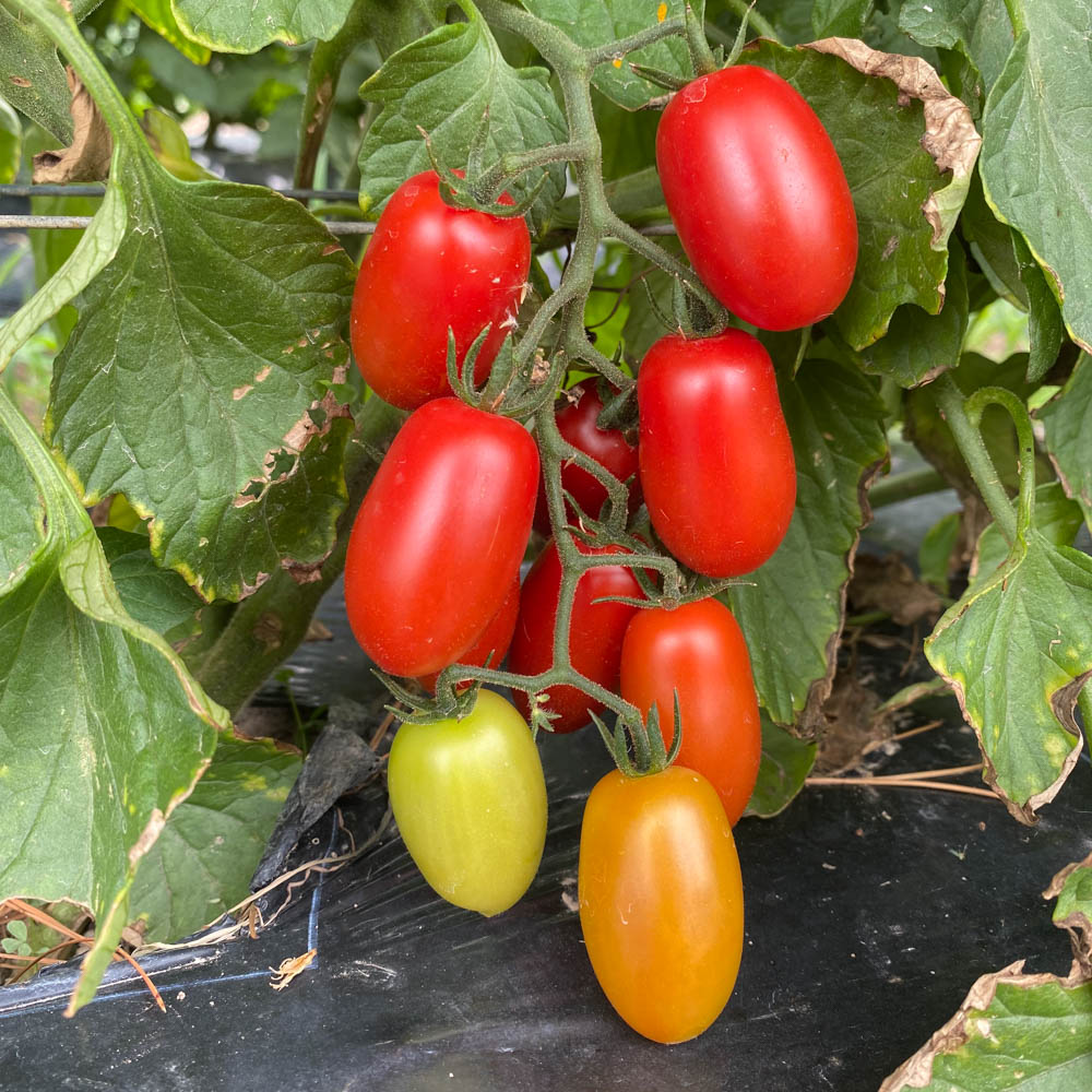 Mini Roma Tomato - Baby Roma F1 – Fairbanks Seeds