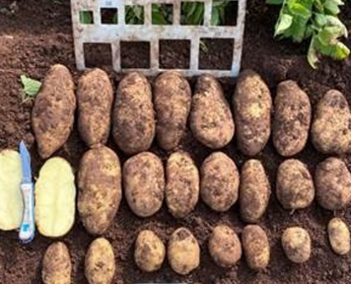 Potato - Edison - Fairbanks Seeds