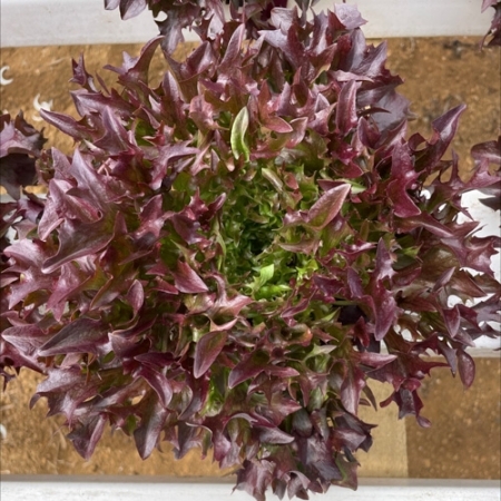 Classio - Multileaf Lettuce - Fairbanks Seeds