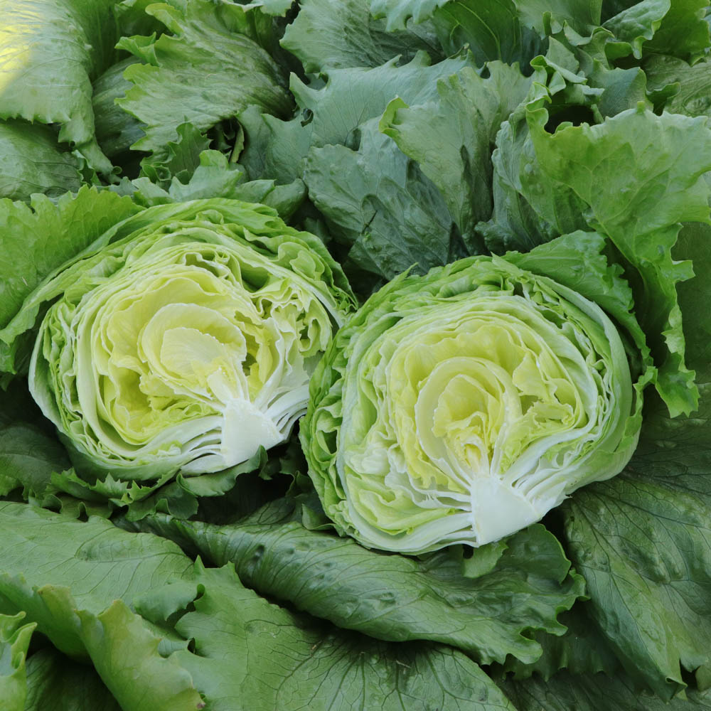 Ice Cold Iceberg Lettuce – Fairbanks Seeds