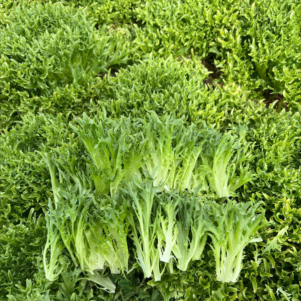 Verdagio - Multileaf Lettuce - Fairbanks Seeds