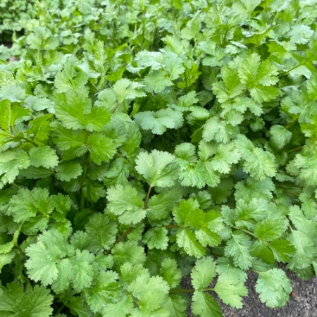 Coriander - Illusion - Fairbanks Seeds