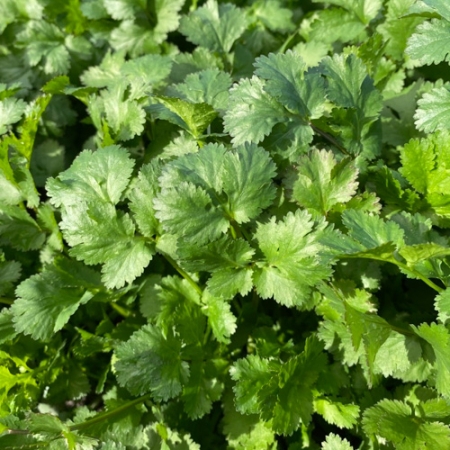 Coriander - Illusion - Fairbanks Seeds