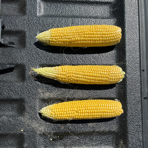 Sweetcorn Endurance F1 - Premium Seeds – Fairbanks Seeds