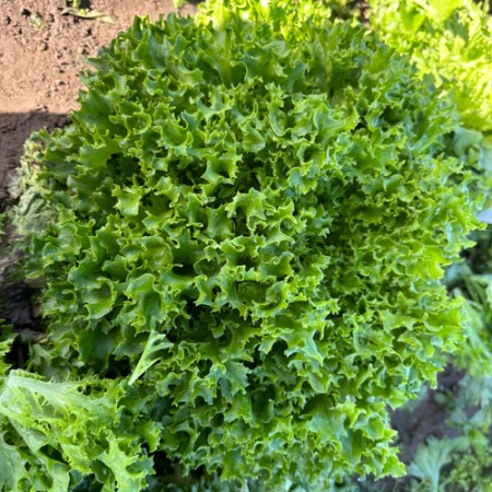 Sanantonio Multileaf Lettuce – Fairbanks Seeds