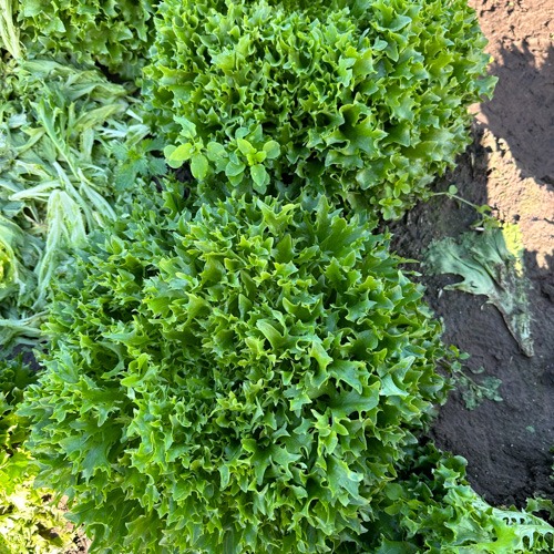 Multileaf Lettuce - Presidio - Fairbanks Seeds