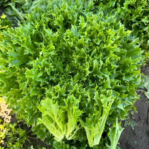 Multileaf Lettuce - Presidio - Fairbanks Seeds