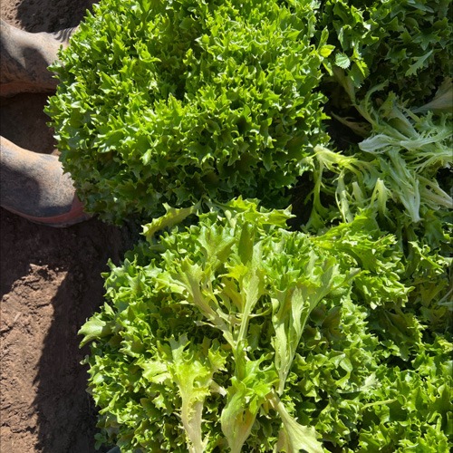 Multileaf Lettuce - Presidio - Fairbanks Seeds