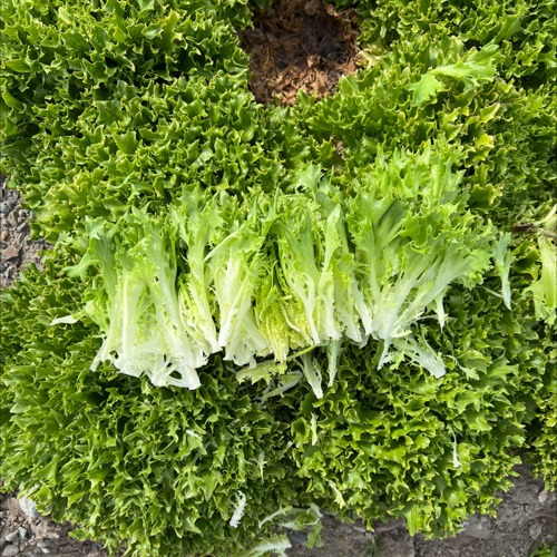 Multileaf Lettuce - Presidio - Fairbanks Seeds