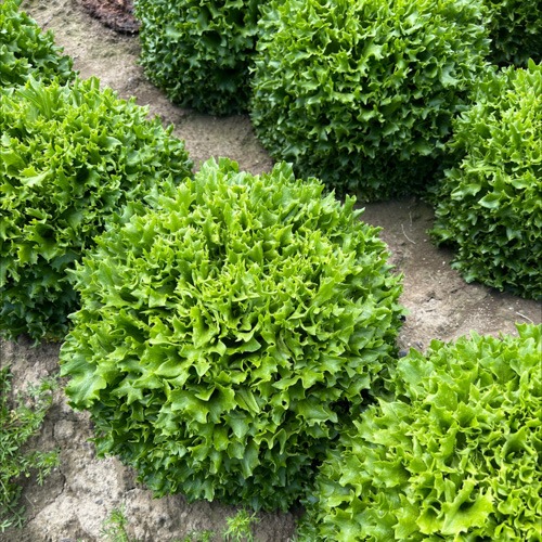 Multileaf Lettuce - Presidio - Fairbanks Seeds
