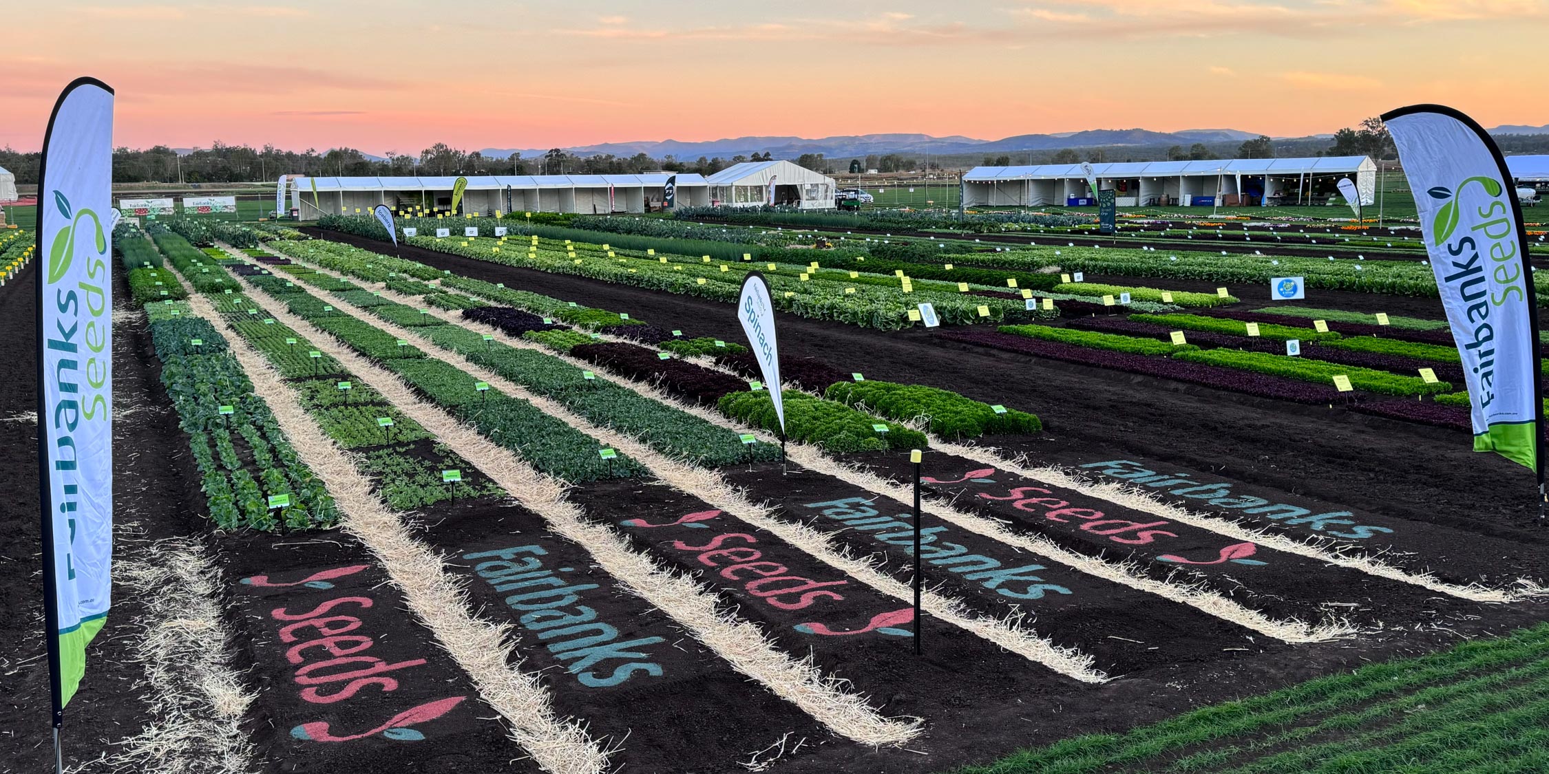 Micro Green & Herb Seeds - Fairbanks Seeds Australia