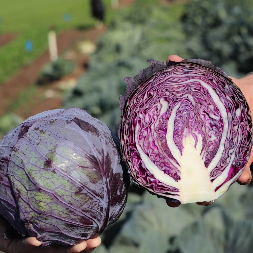 Cabbage - Riva F1 – Fairbanks Seeds