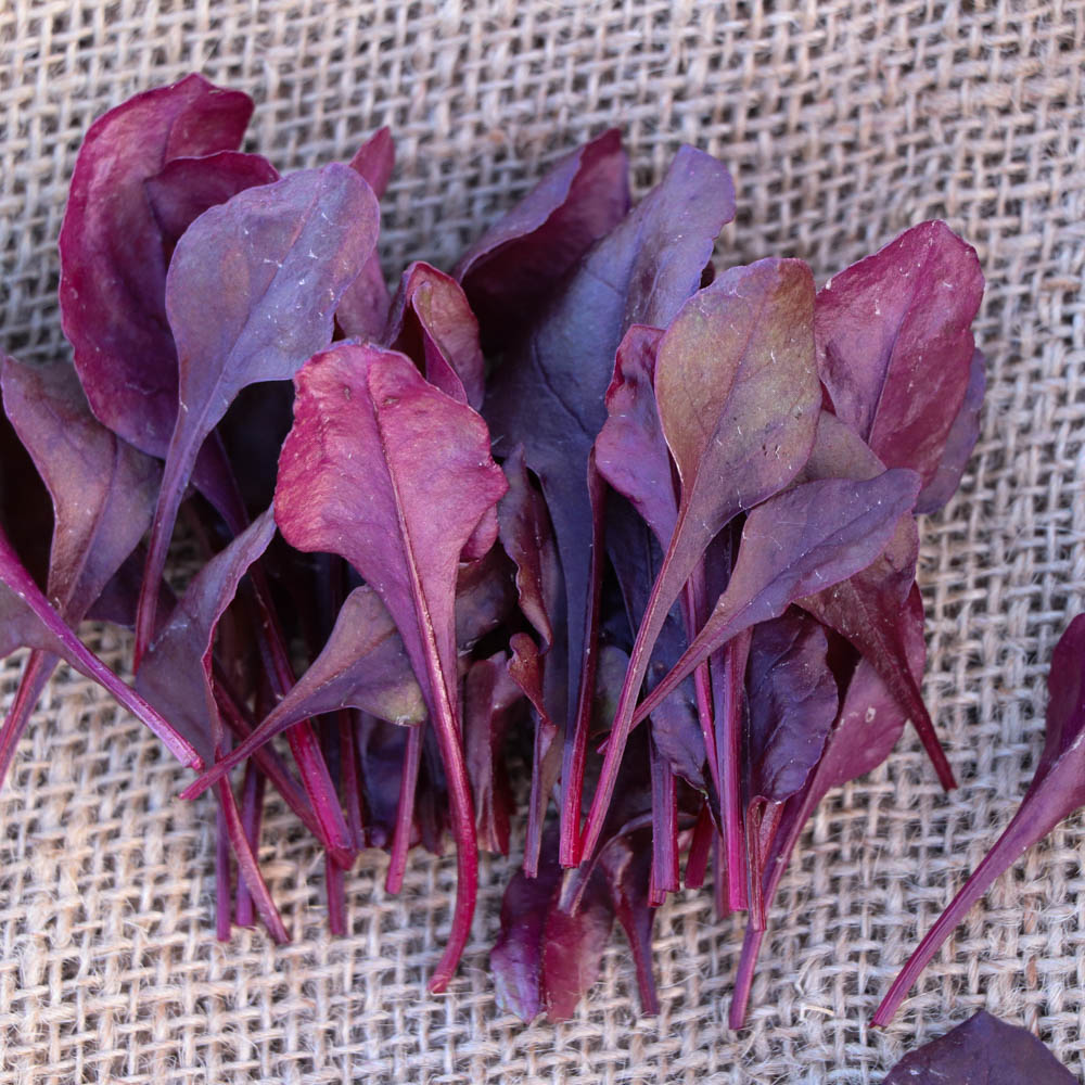 Beet Leaf - Toro Rosso – Fairbanks Seeds
