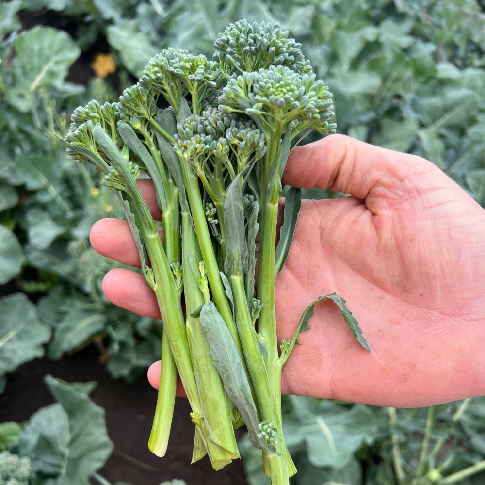 Bunching Broccoli - Atractix F1 - Fairbanks Seeds