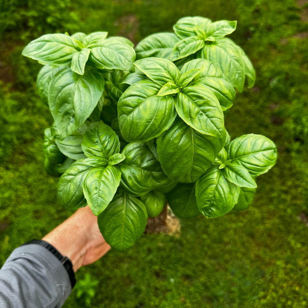 Aya Prospera F1 - Basil – Fairbanks Seeds